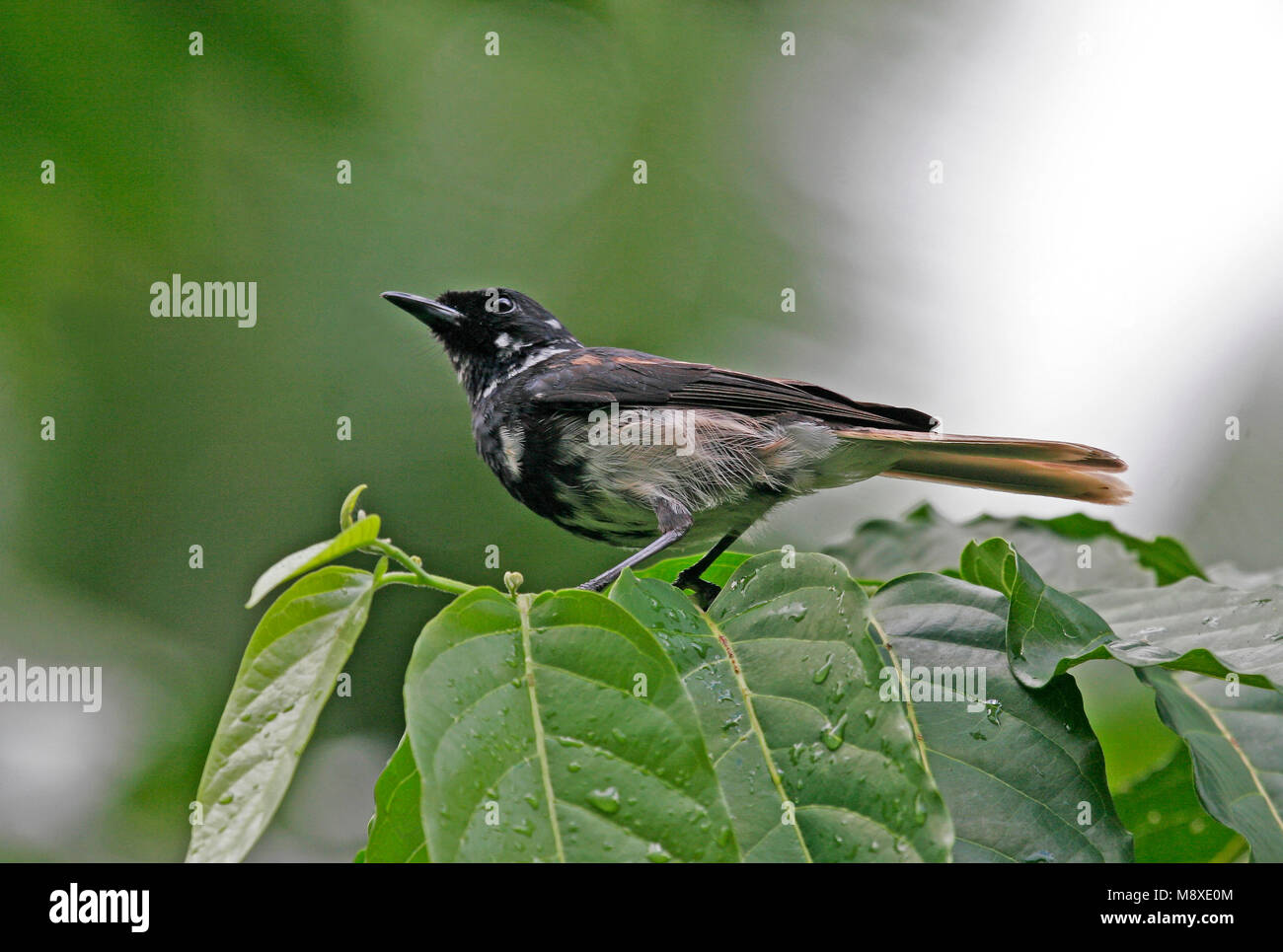 Iphis hi-res stock photography and images - Alamy