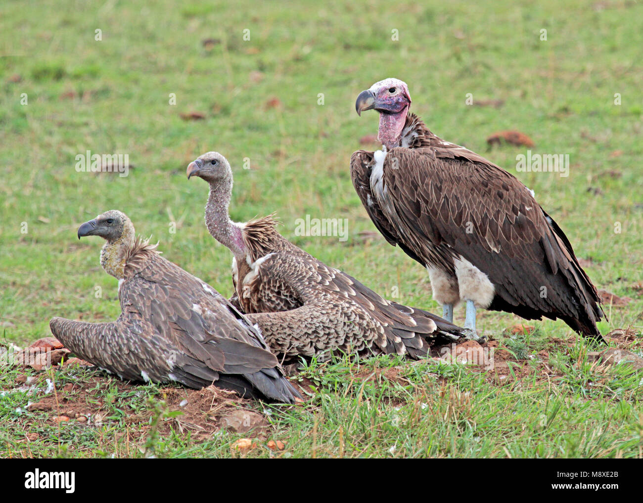 Oorgier, Lappet-faced Vulture Stock Photo - Alamy