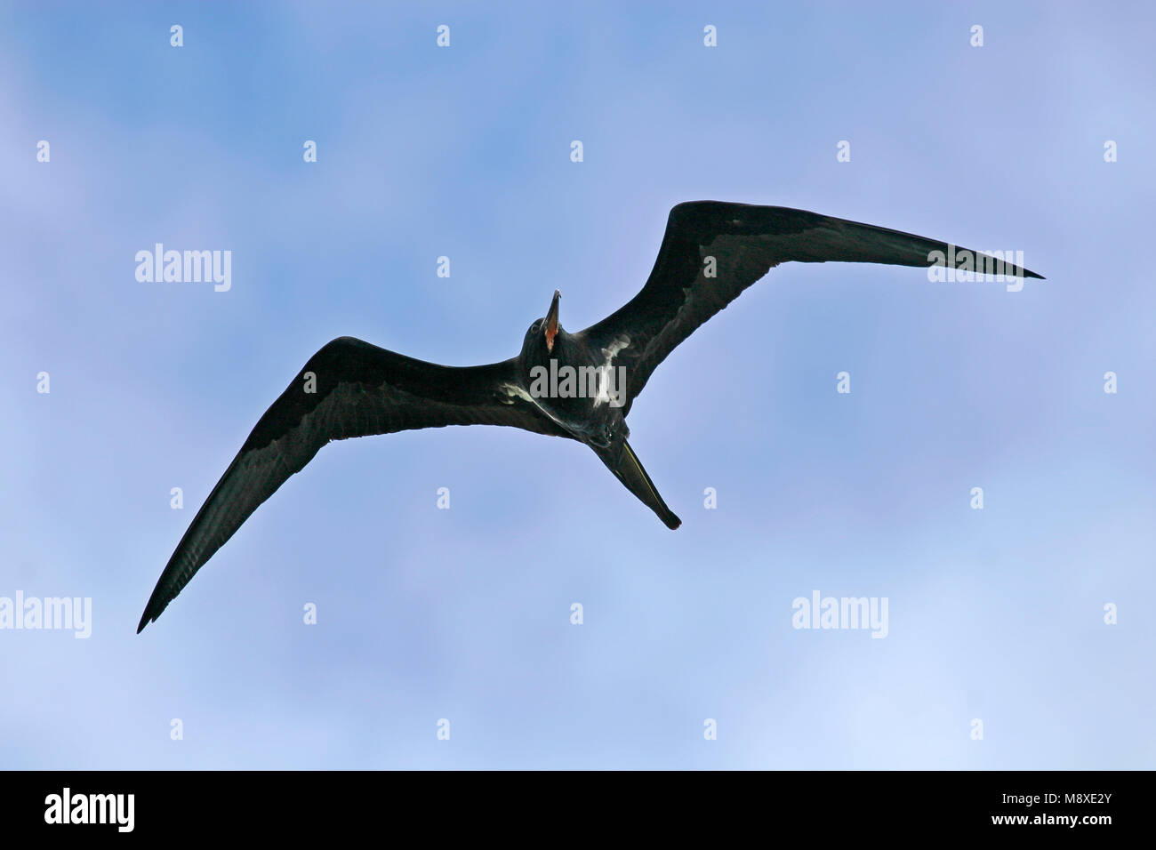 Kleine fregatvogel hi-res stock photography and images - Alamy