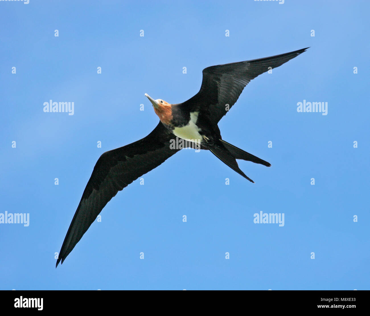 Kleine fregatvogel hi-res stock photography and images - Alamy