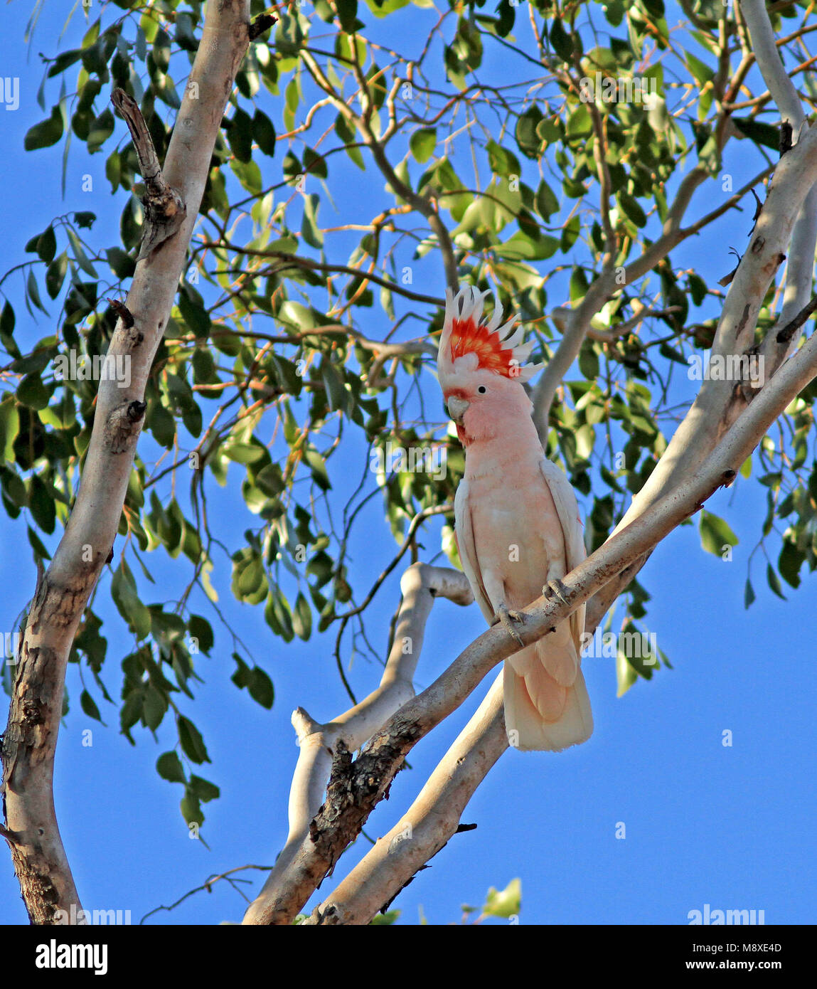 Major Mitchells Cockatoo High Resolution Stock Photography and Images ...