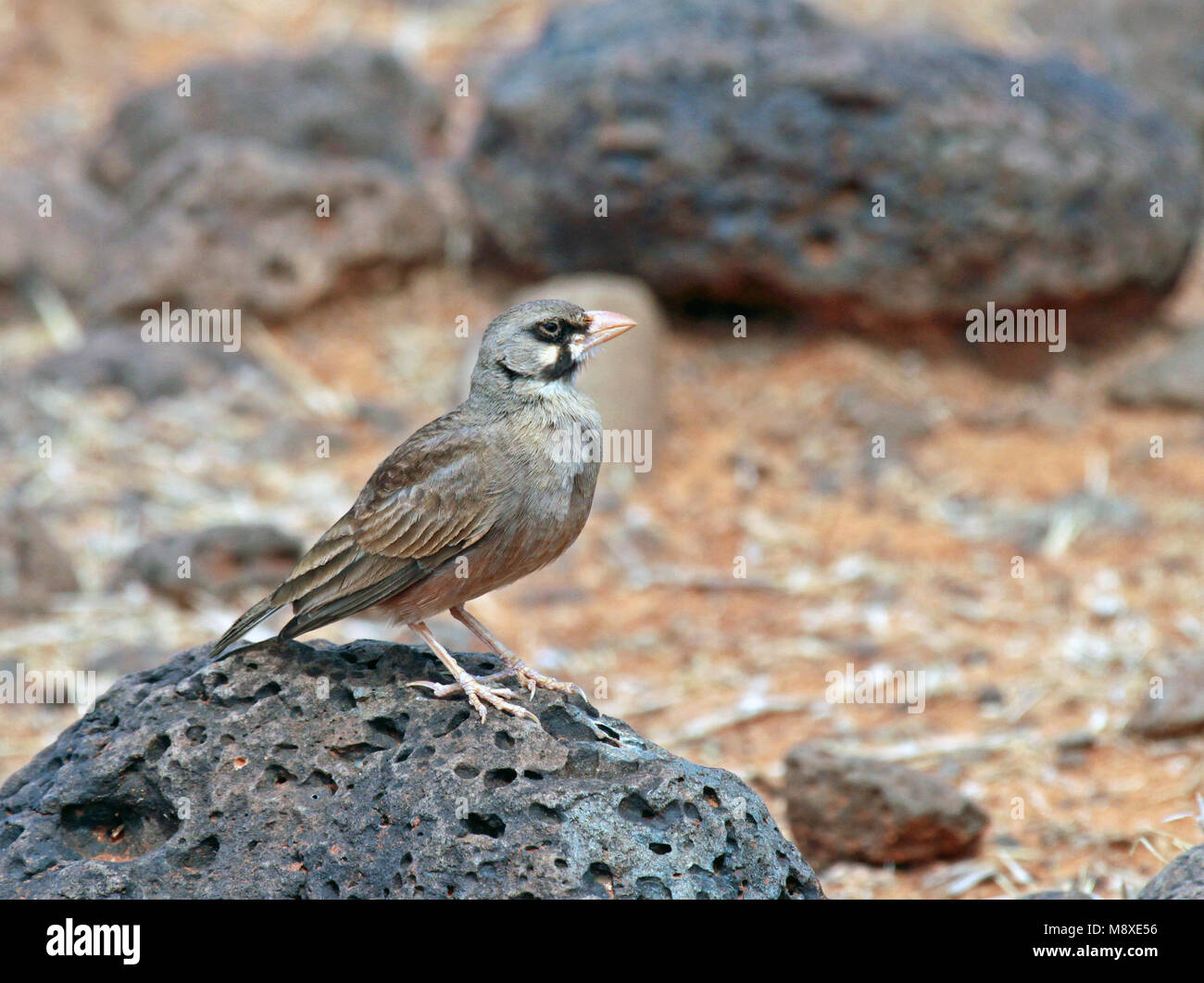 Maskerleeuwerik, Masked lark Stock Photo - Alamy