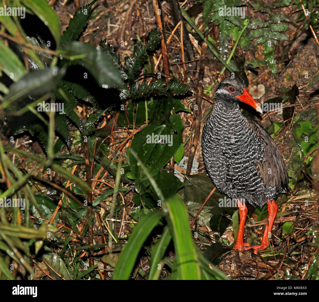 Okinawaral, Okinawa Rail Stock Photo - Alamy