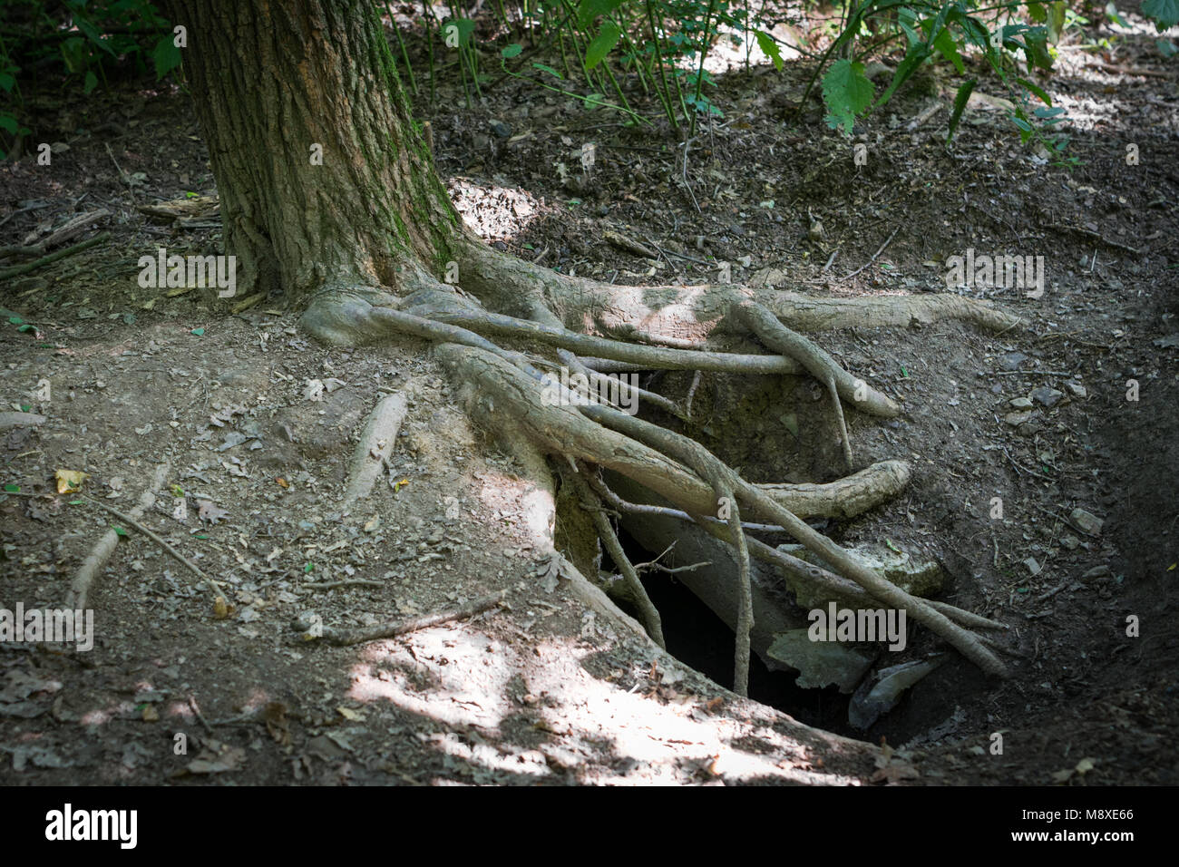 Wild animal tree roots burrow Stock Photo - Alamy