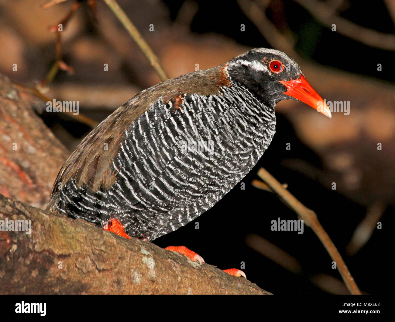 Okinawaral, Okinawa Rail Stock Photo - Alamy