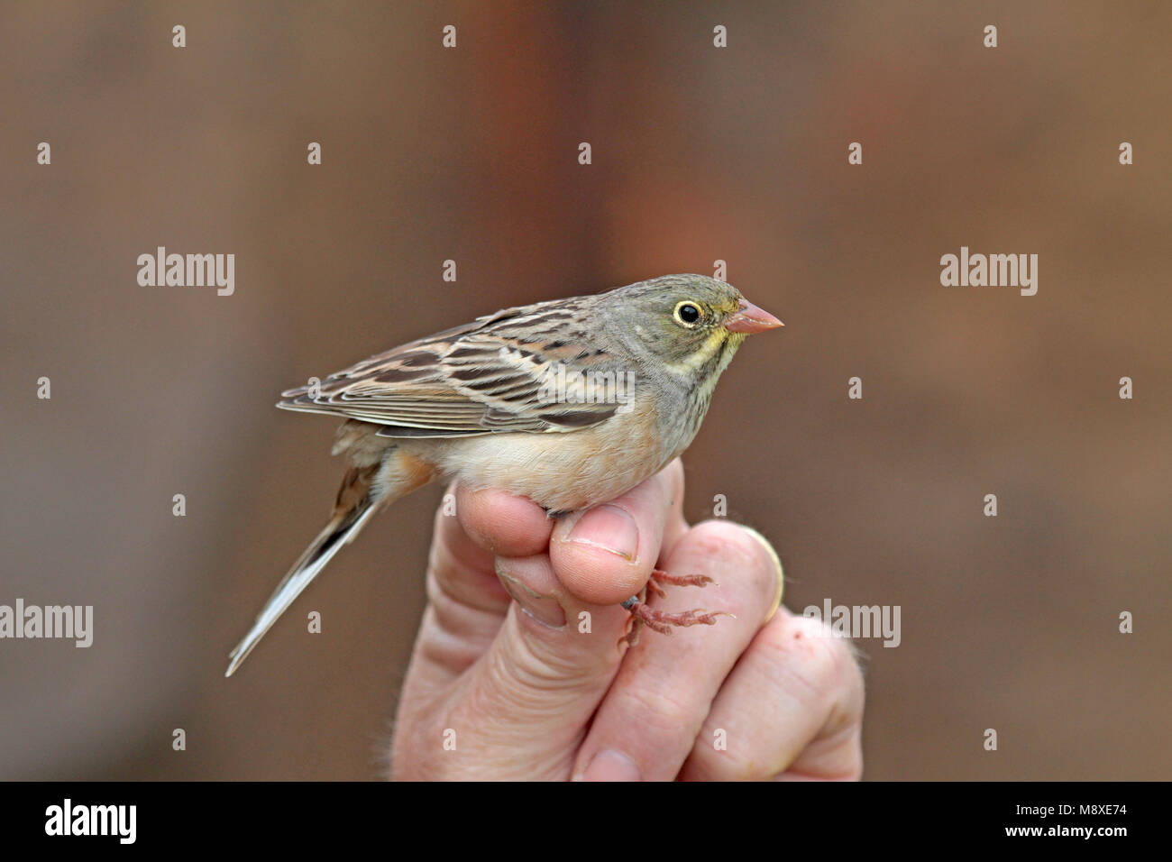 Ortolaan, Ortolan Bunting Stock Photo - Alamy