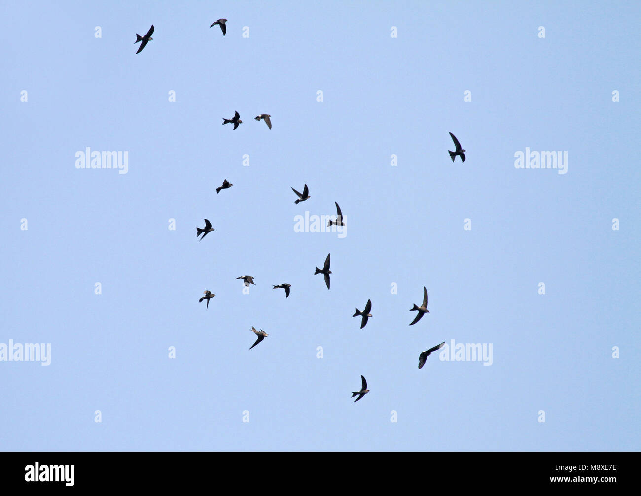 Siberische Gierzwaluwen in vlucht, Pacific Swifts in flight Stock Photo ...