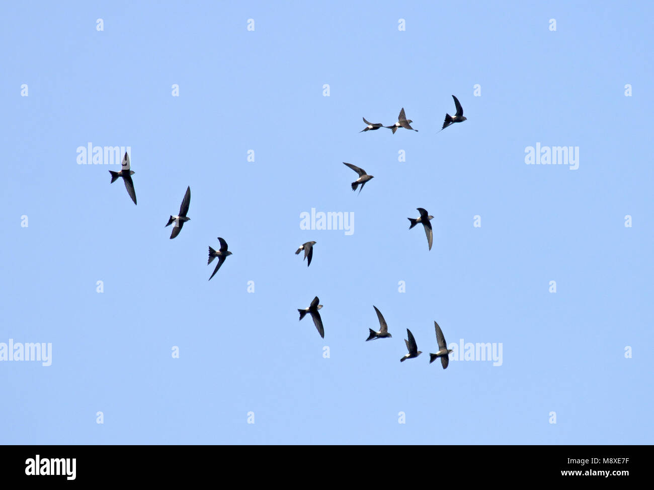 Siberische Gierzwaluwen in vlucht, Pacific Swifts in flight Stock Photo ...