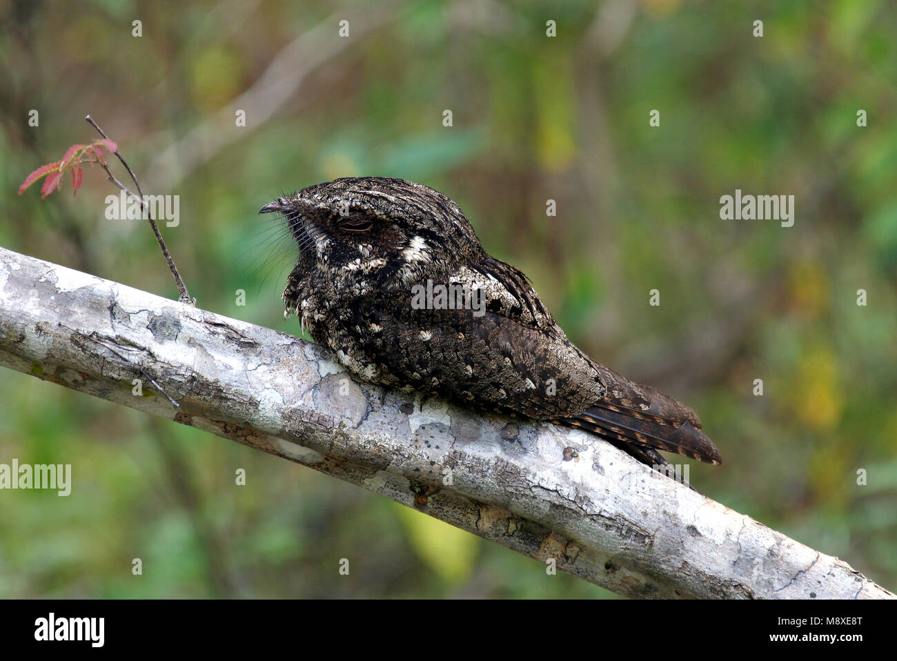 Endemisch gebied hi-res stock photography and images - Alamy