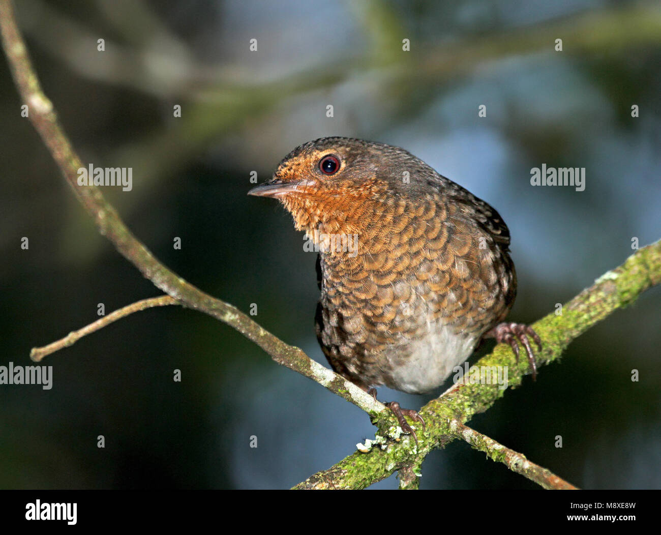 Pilotbird High Resolution Stock Photography and Images - Alamy