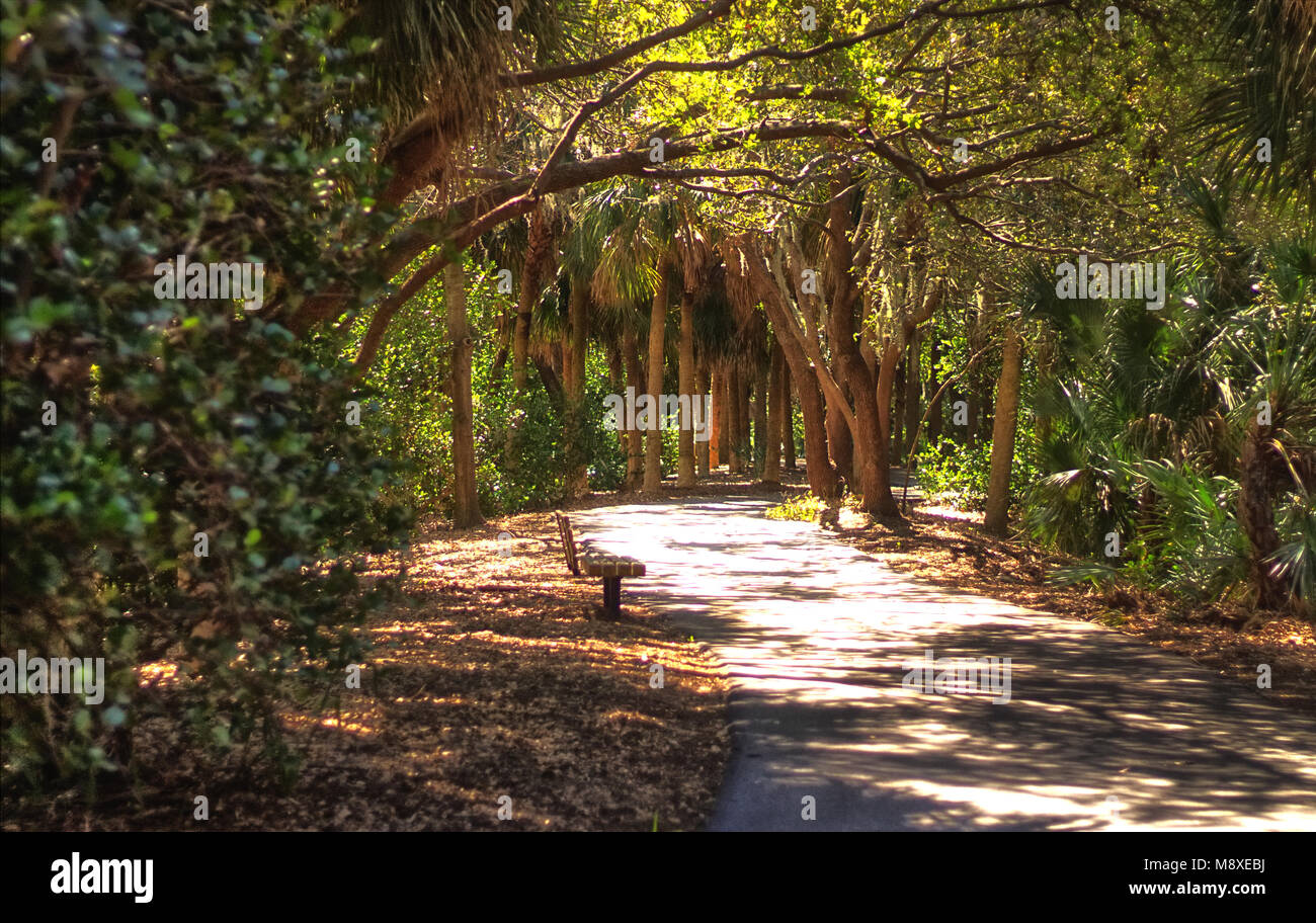 Path through the woods Stock Photo - Alamy
