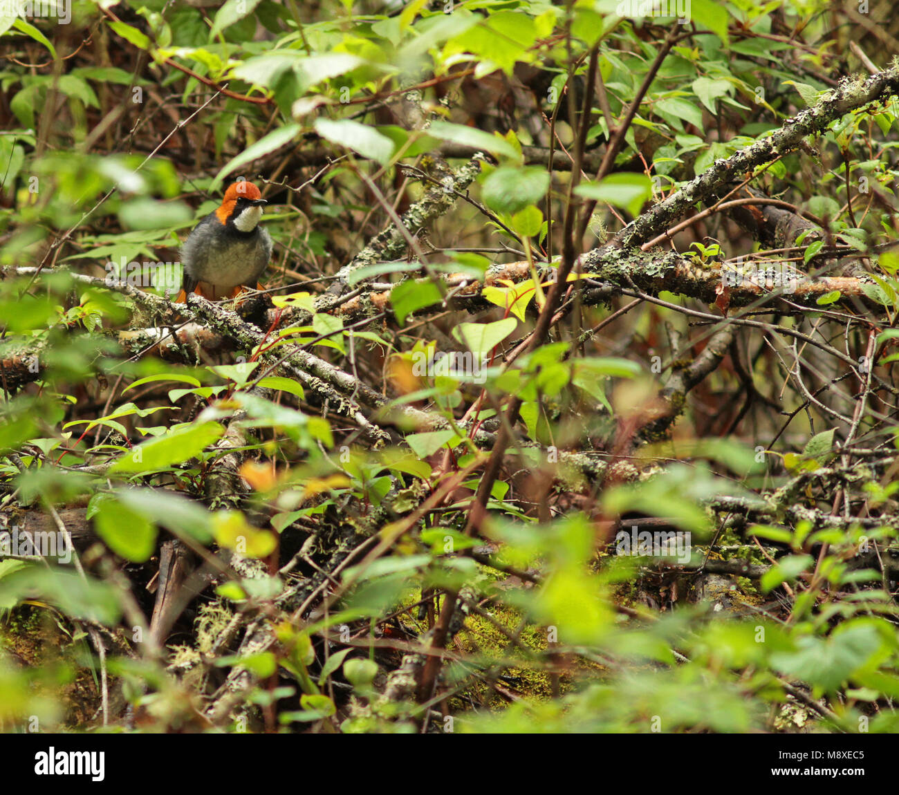 Man Roodkopnachtegaal in Chinese onderbegroeing; Rufous-headed Robin ...