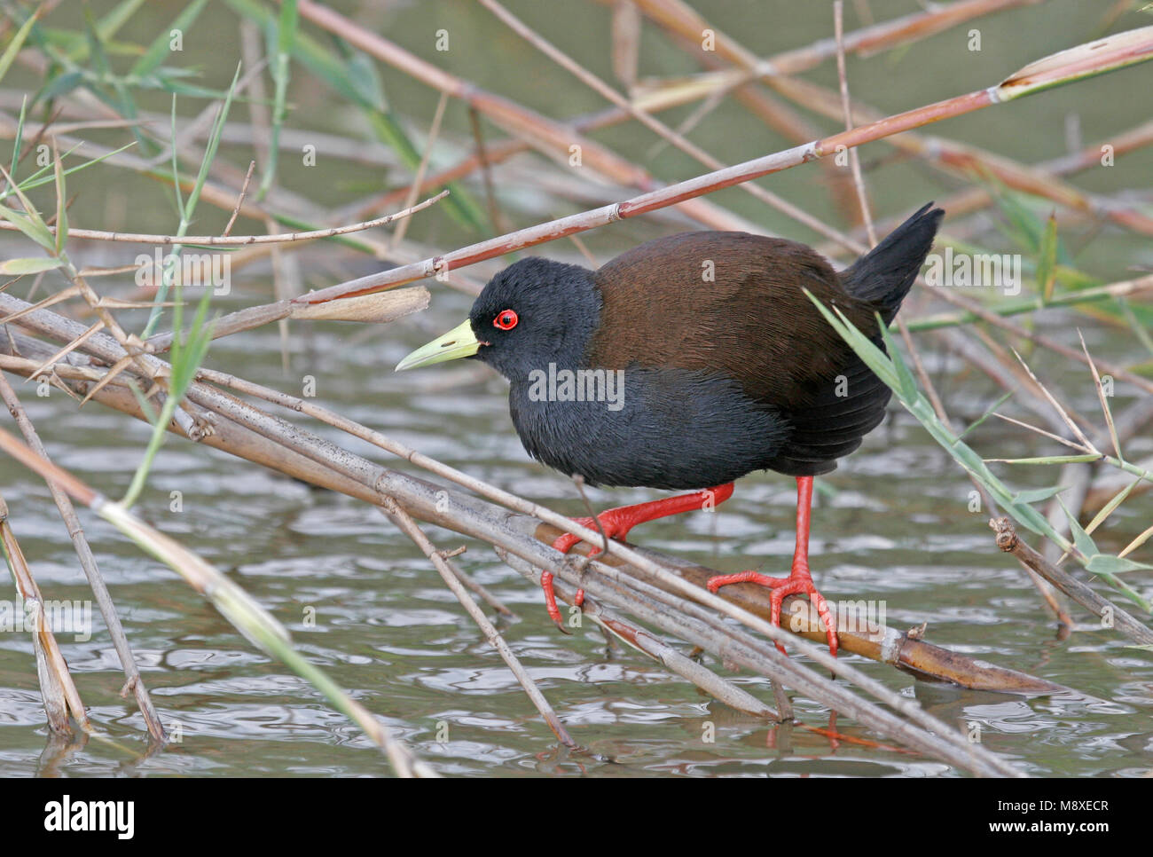 Oliviers Waterhoen, Sakalava Rail, Zapornia olivieri Stock Photo - Alamy