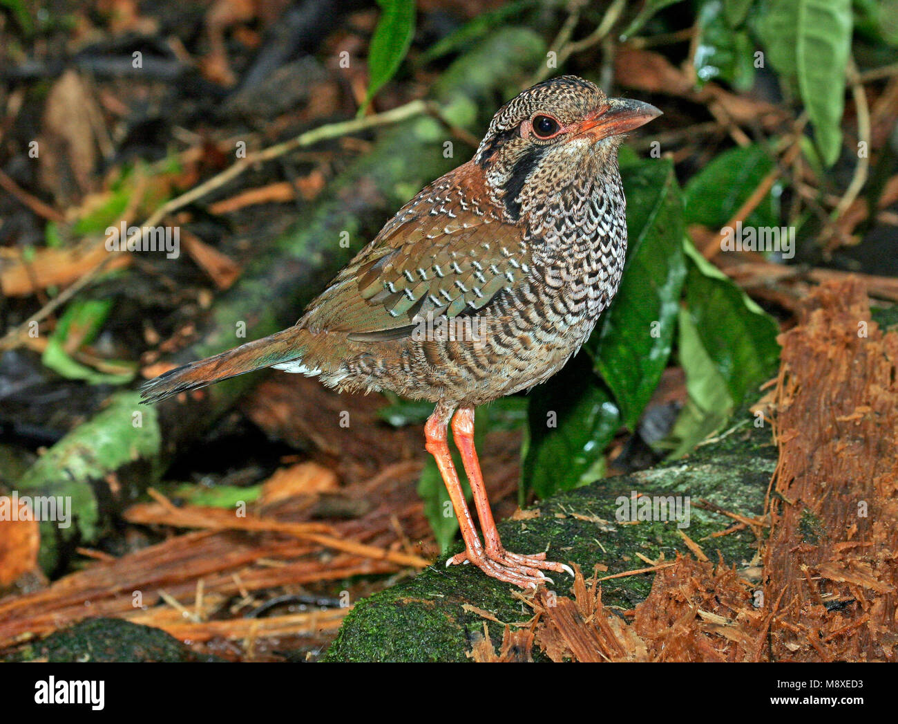 Geschubde Grondscharrelaar, Scaly Ground-Roller, Geobiastes squamiger ... Geschubde Grondscharrelaar, Scaly Ground-Roller, Geobiastes squamiger ...
