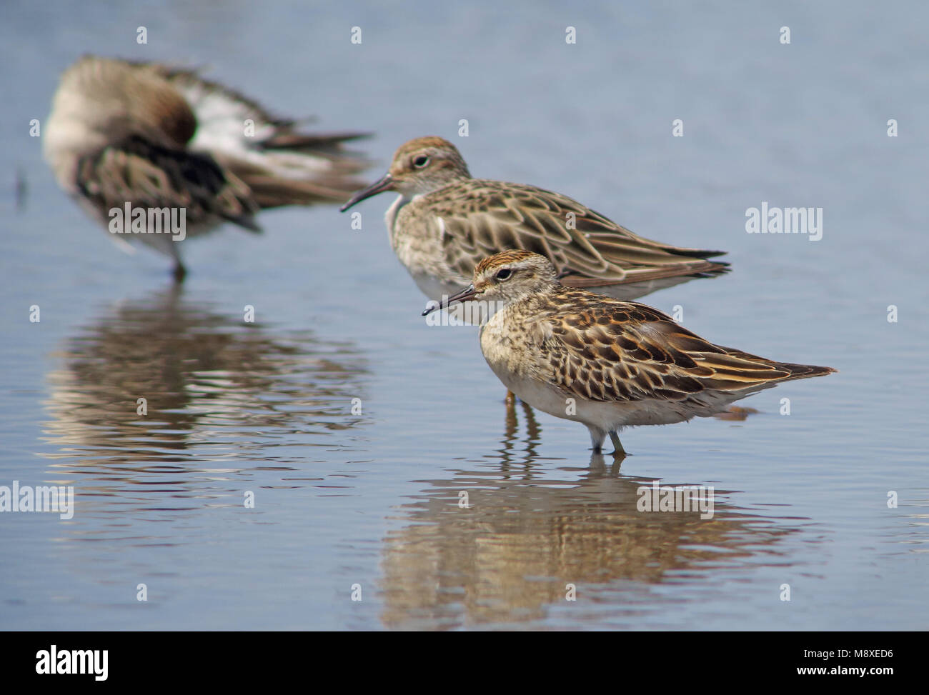 Siberische strandloper, Sharp-tailed Sandpiper, Calidris acuminata ...