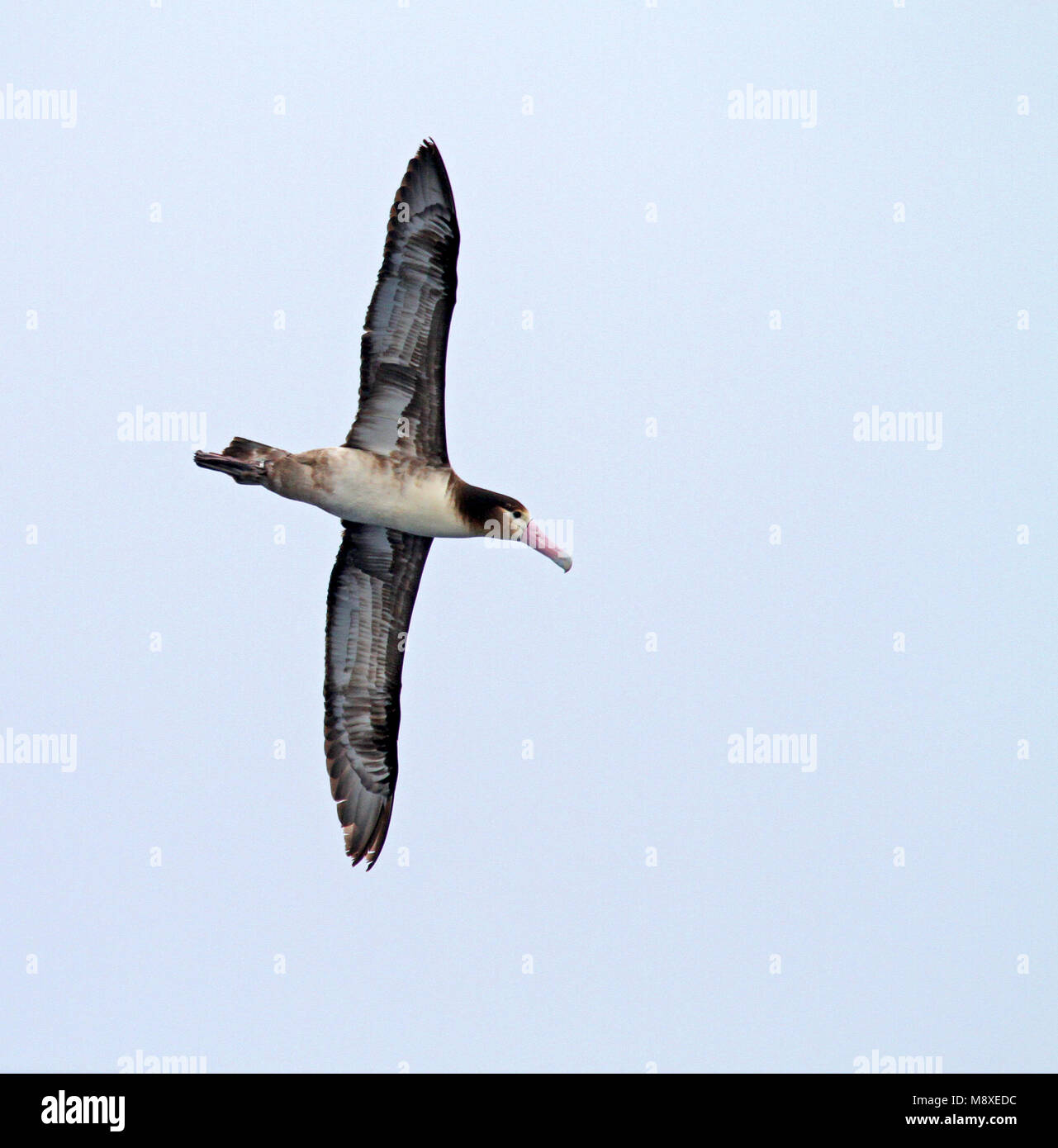 Short tailed albatross hi-res stock photography and images - Alamy