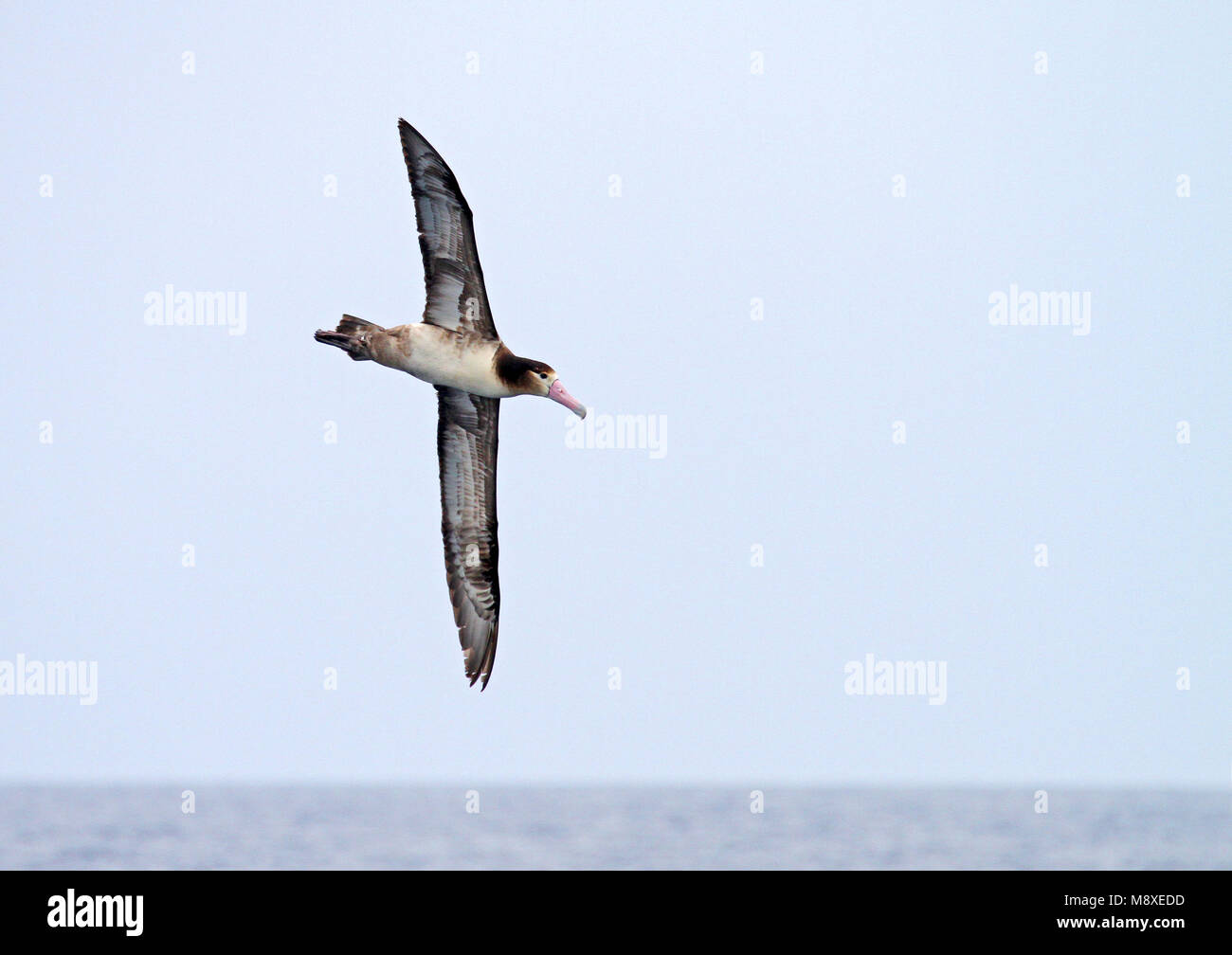 Short tailed albatross hi-res stock photography and images - Alamy
