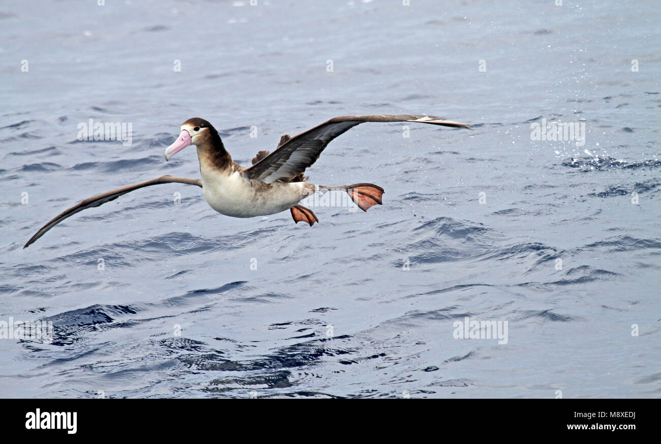 Stellers Albatros; Short-tailed Albatross Stock Photo - Alamy