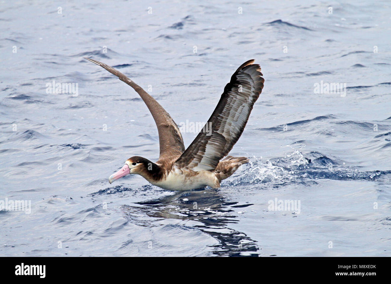 Albatross landing hi-res stock photography and images - Alamy