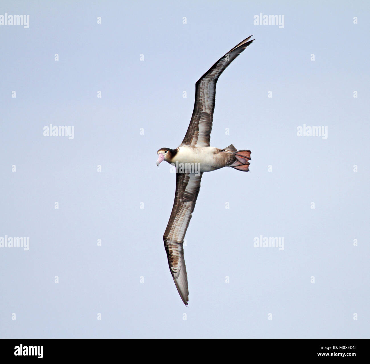 Short tailed albatross hi-res stock photography and images - Alamy