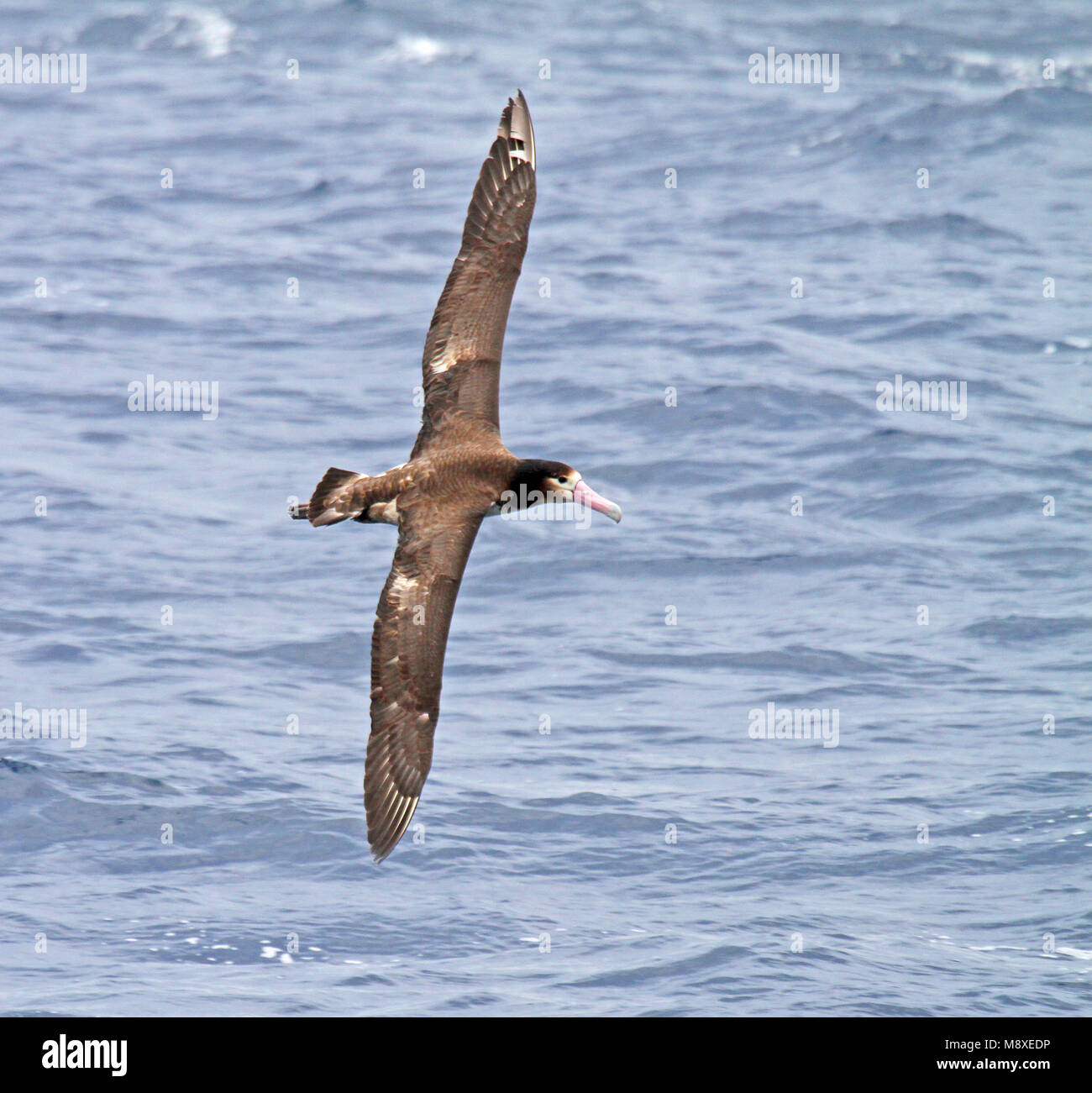 Stellers Albatros; Short-tailed Albatross Stock Photo - Alamy