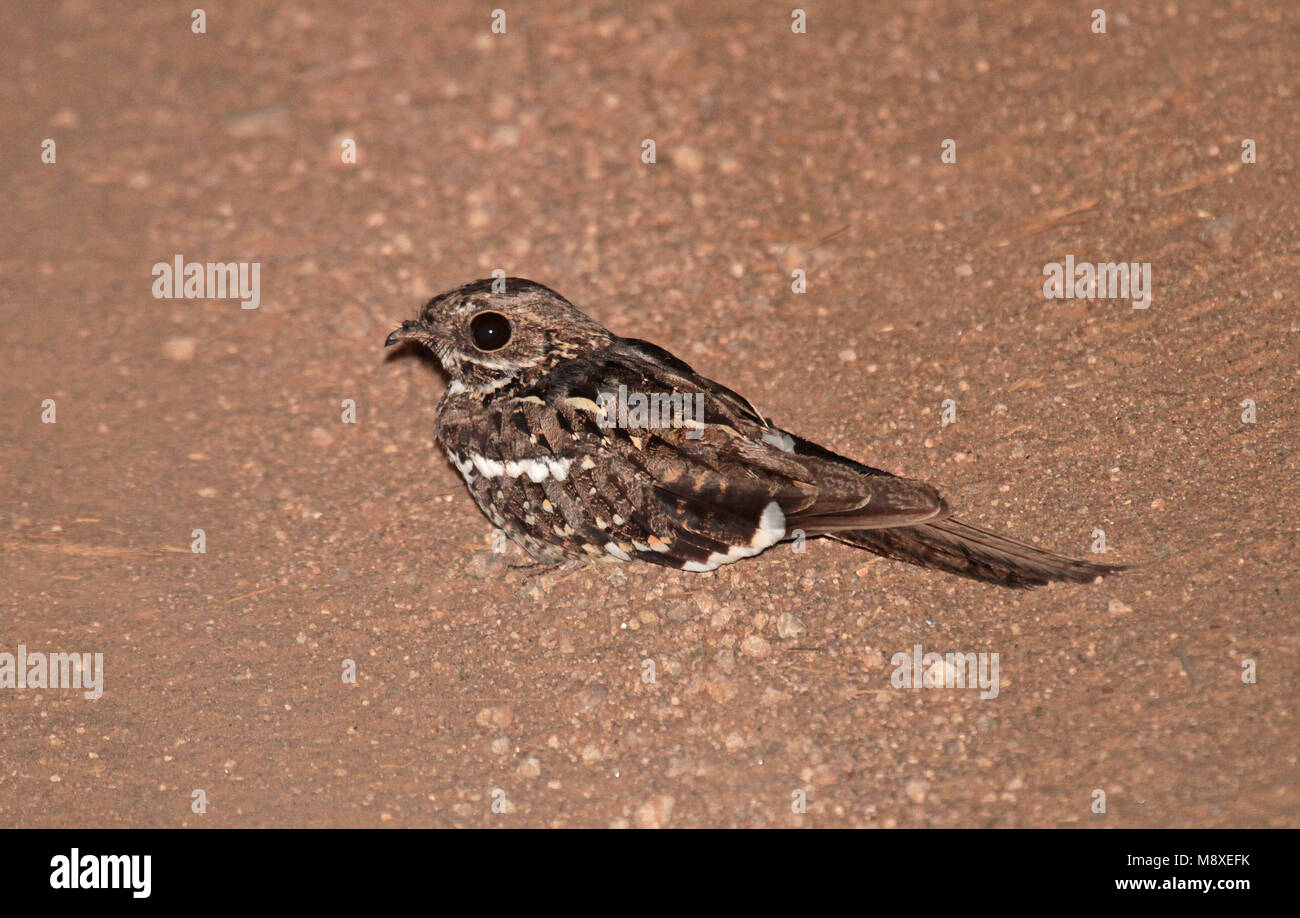 Reichenows nachtzwaluw, Slender-tailed nightjar Stock Photo - Alamy