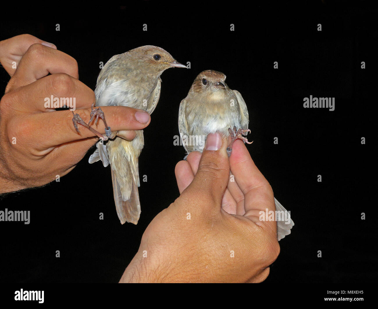 Noordse Nachtegaal en Nachtegaal,, Thrush Nightingale and Common ...