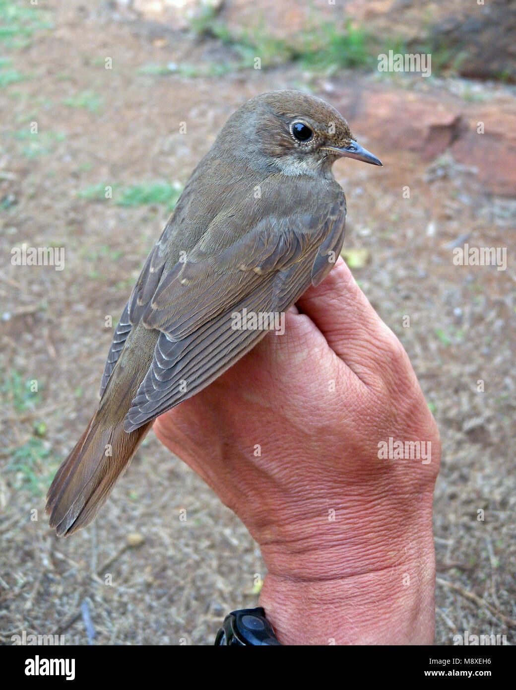 Thrush Nightingale High Resolution Stock Photography and Images - Alamy