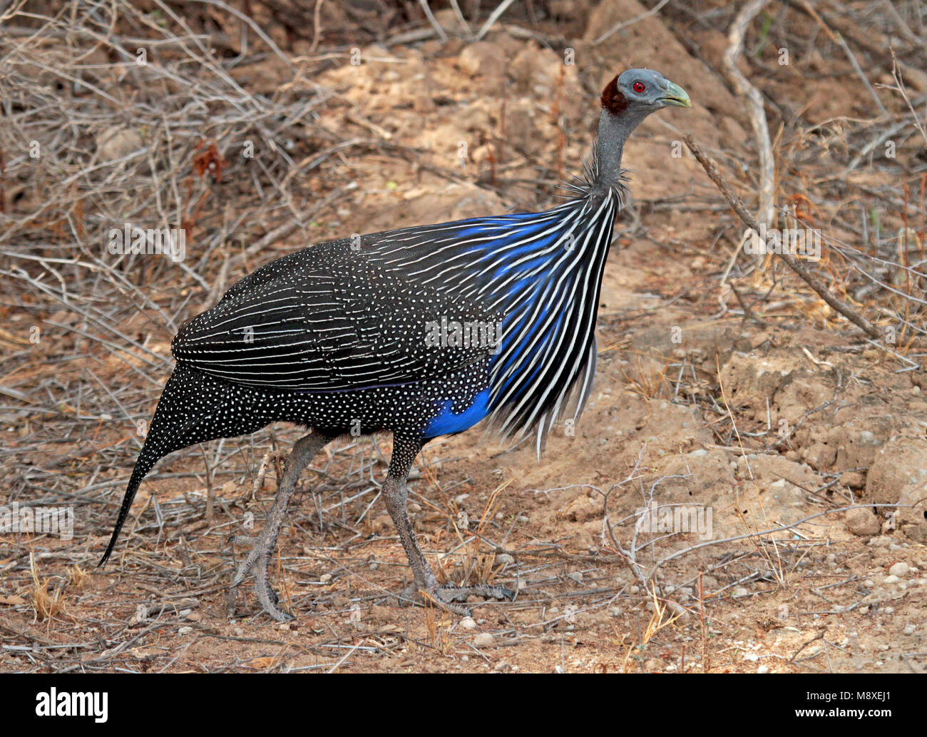 Gierparelhoen, Vulturine guineafowl Stock Photo - Alamy
