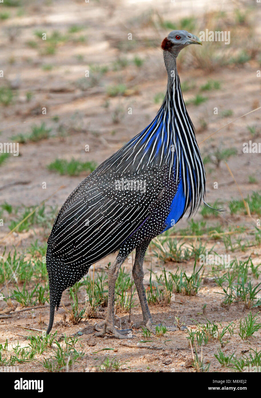 Vulturine hi-res stock photography and images - Alamy