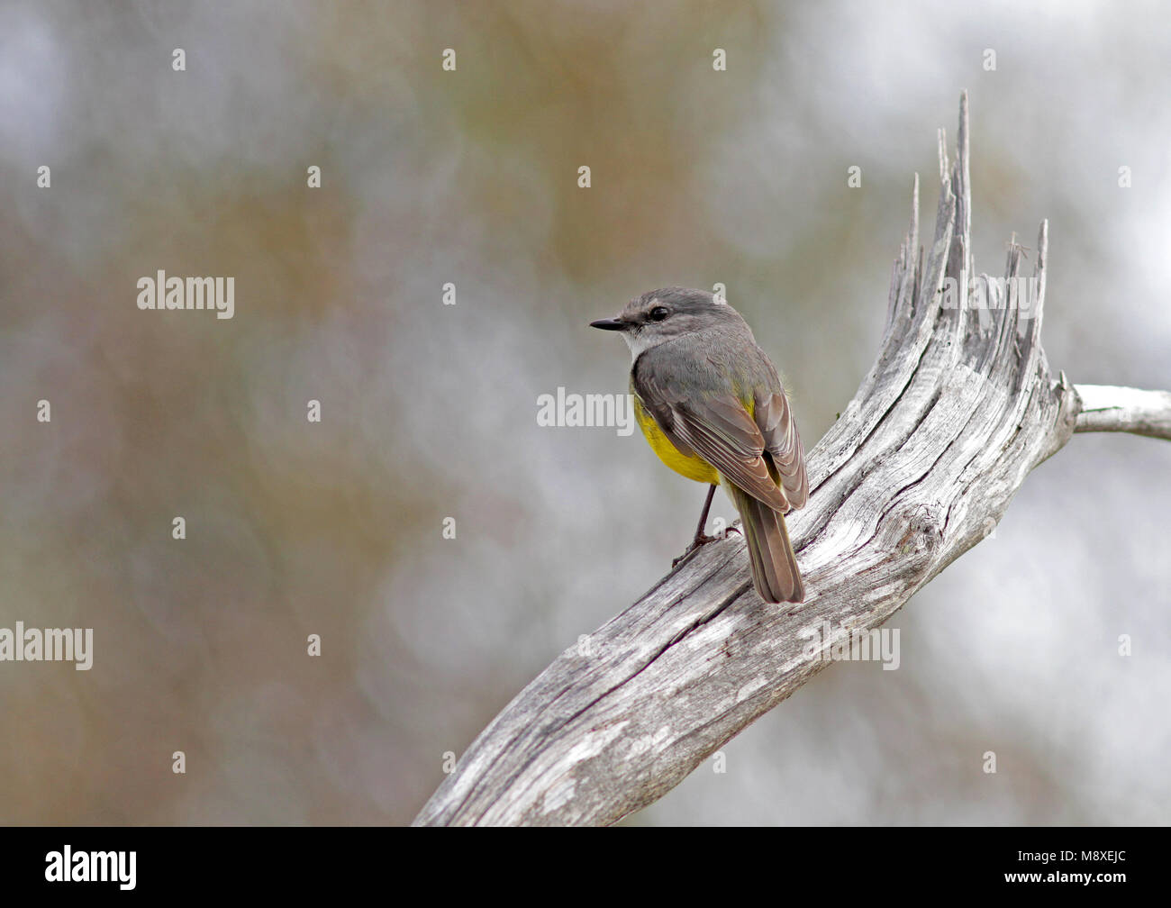 Grey breasted robin hi-res stock photography and images - Alamy