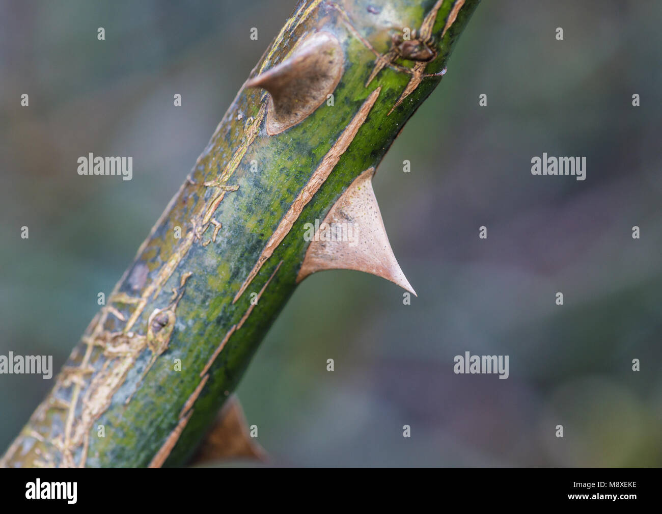 Rose thorn close up hi-res stock photography and images - Alamy