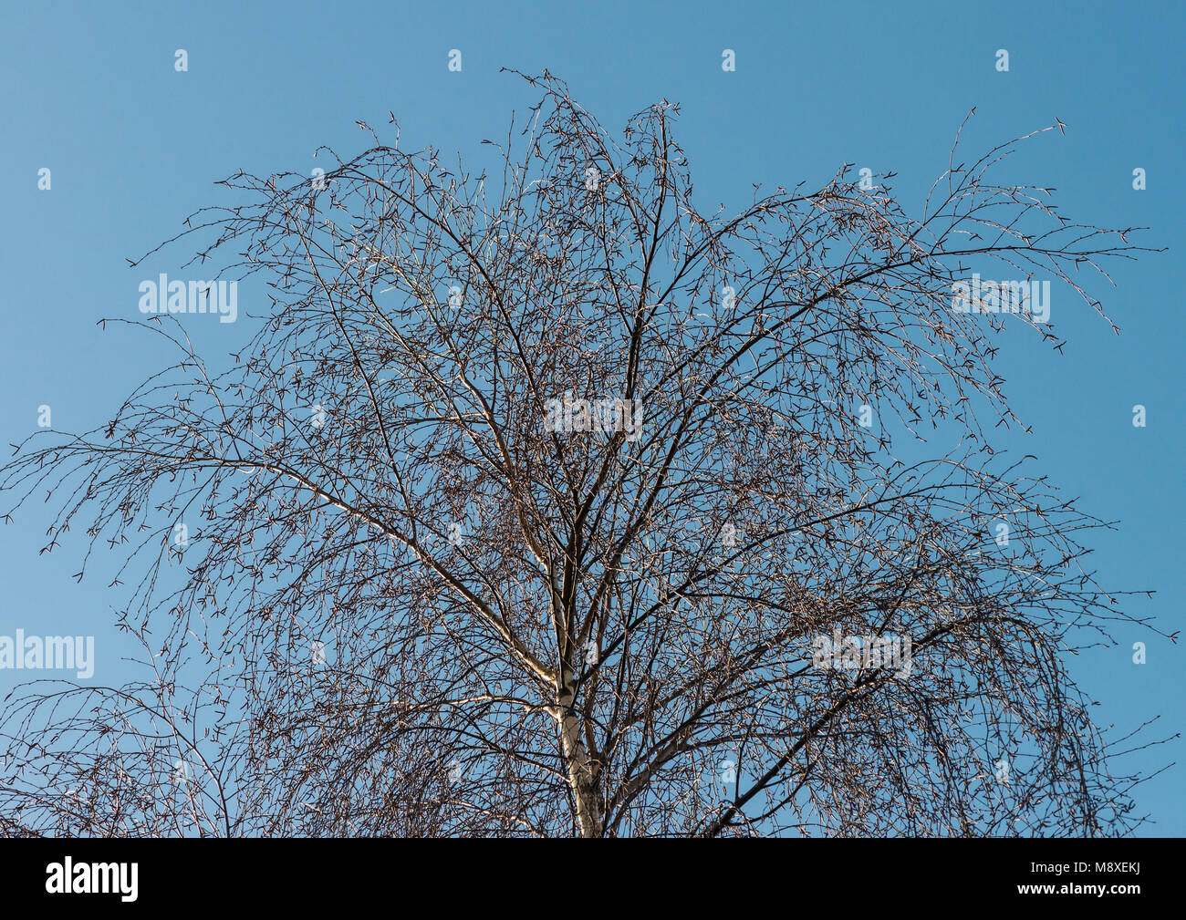 Birch tree at spring hi-res stock photography and images - Alamy