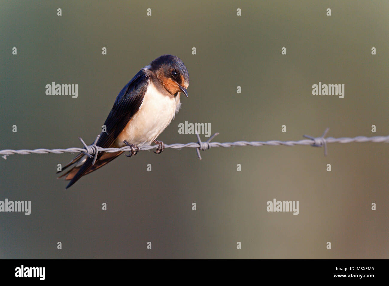 Boerenzwaluw zittend op prikkeldraad, Barn Swallow perched on barbed ...