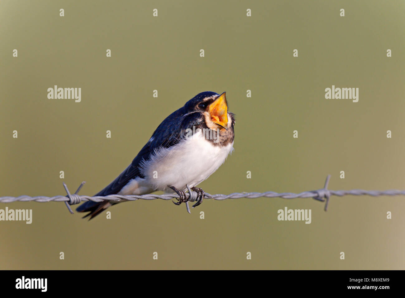 Roepende Boerenzwaluw op prikkeldraad, Calling Barn Swallow on barbed ...