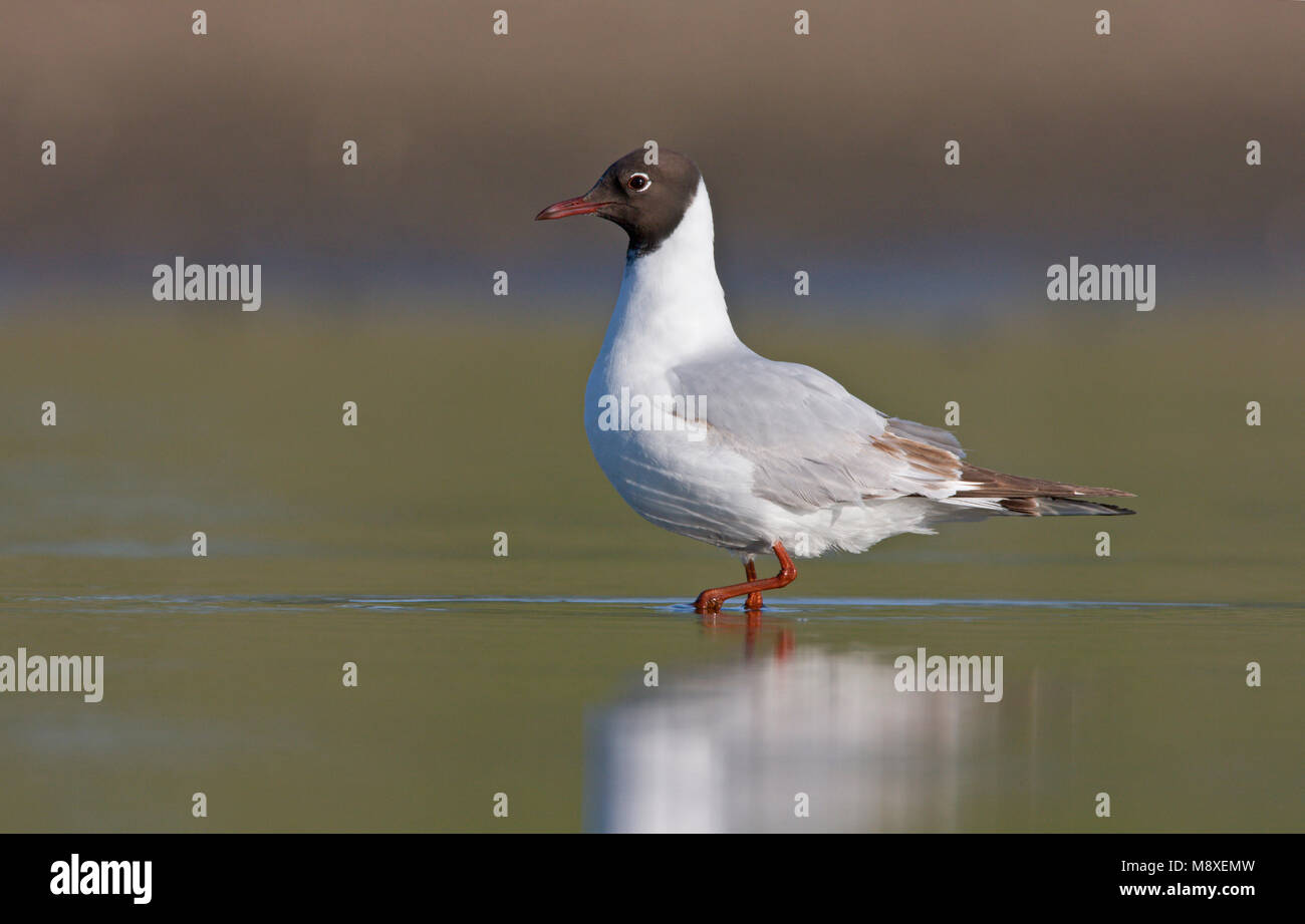 Black headed gull larus ridibundus immature hi-res stock photography ...