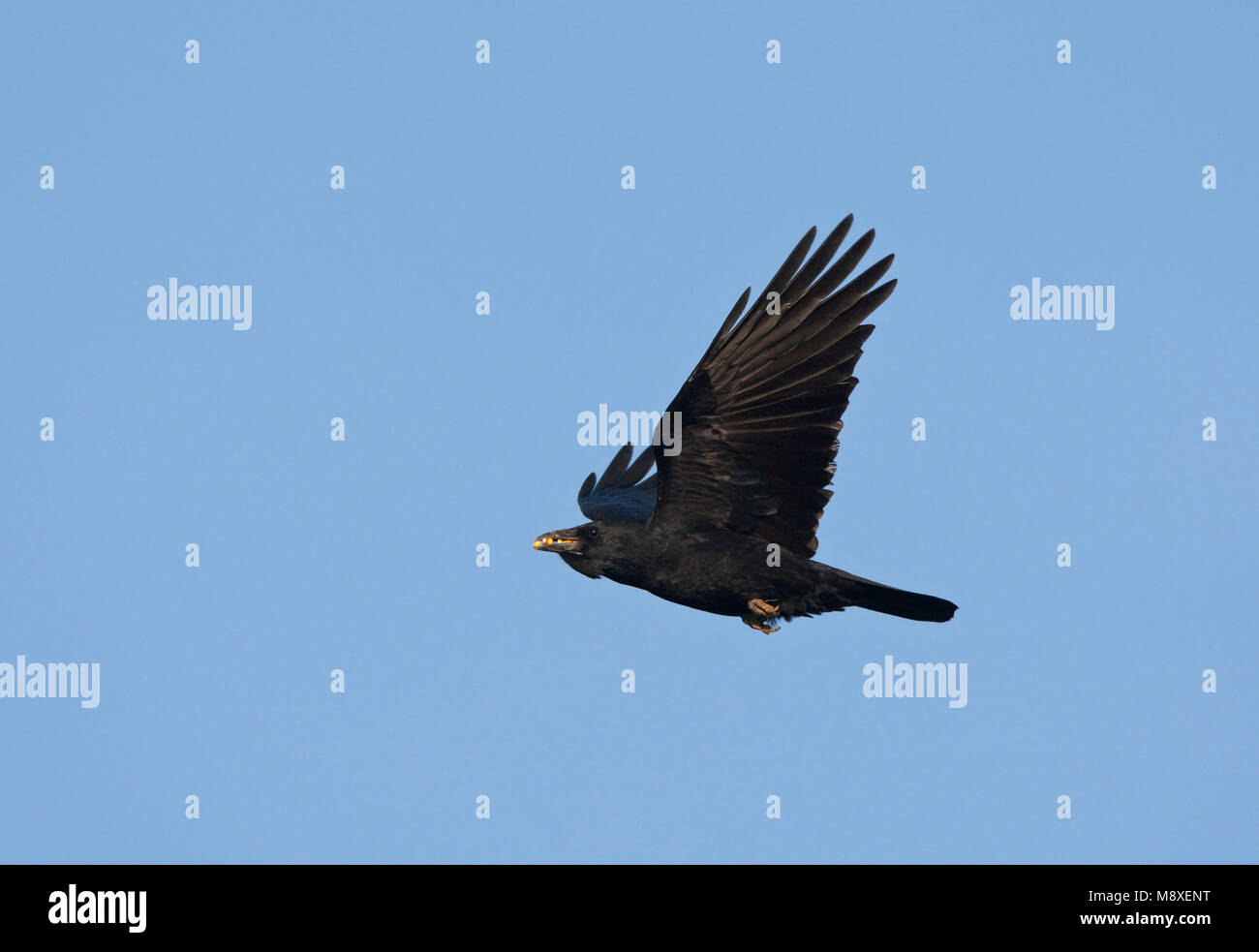 Zwarte Kraai in de vlucht; Carrion Crow in flight Stock Photo - Alamy