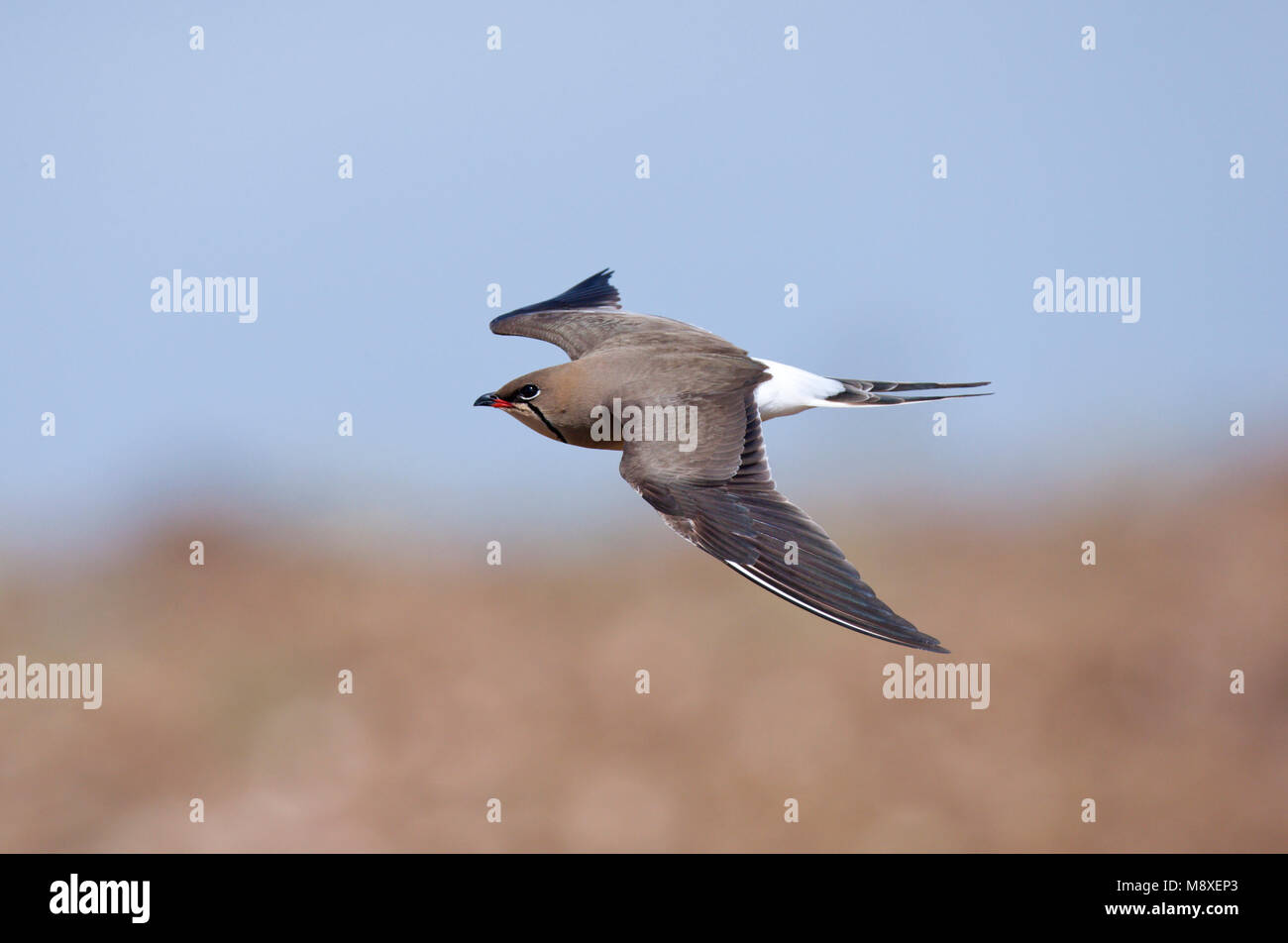 Pratincole flight hi-res stock photography and images - Alamy