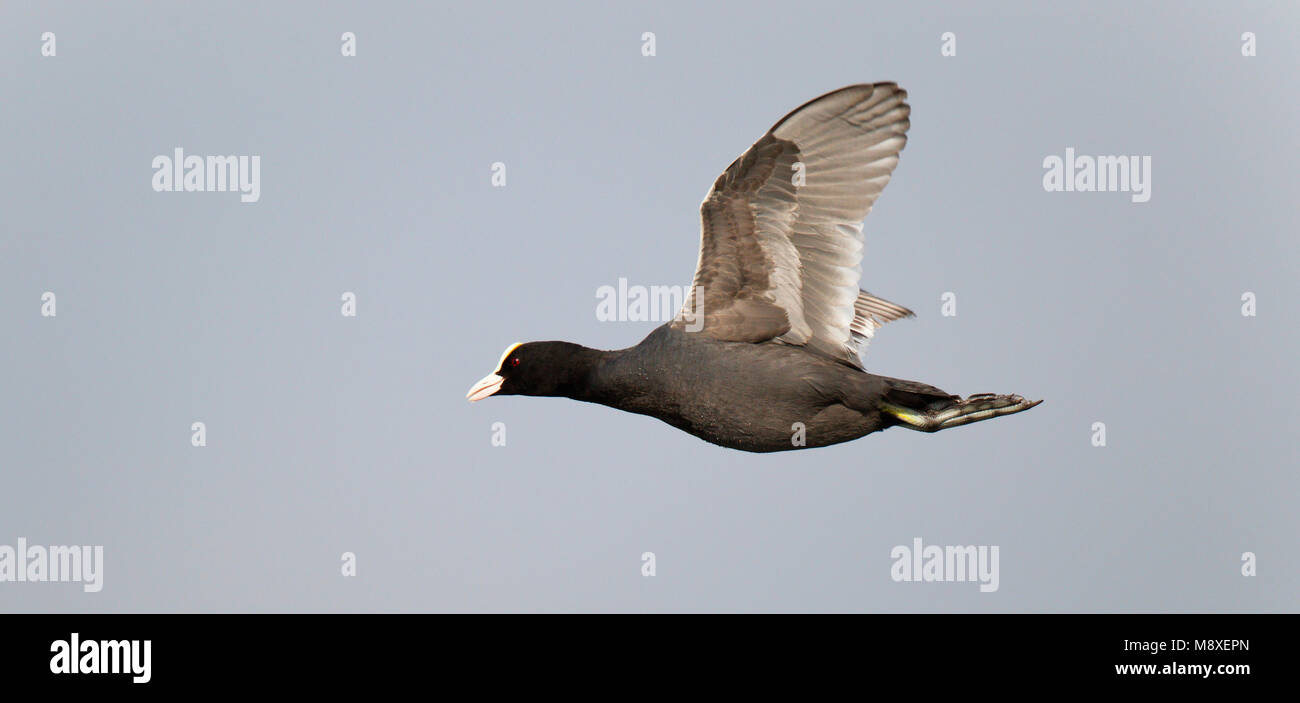 Vliegende, trekkende Meerkoet tegen blauwe lucht. Flying, migrating ...