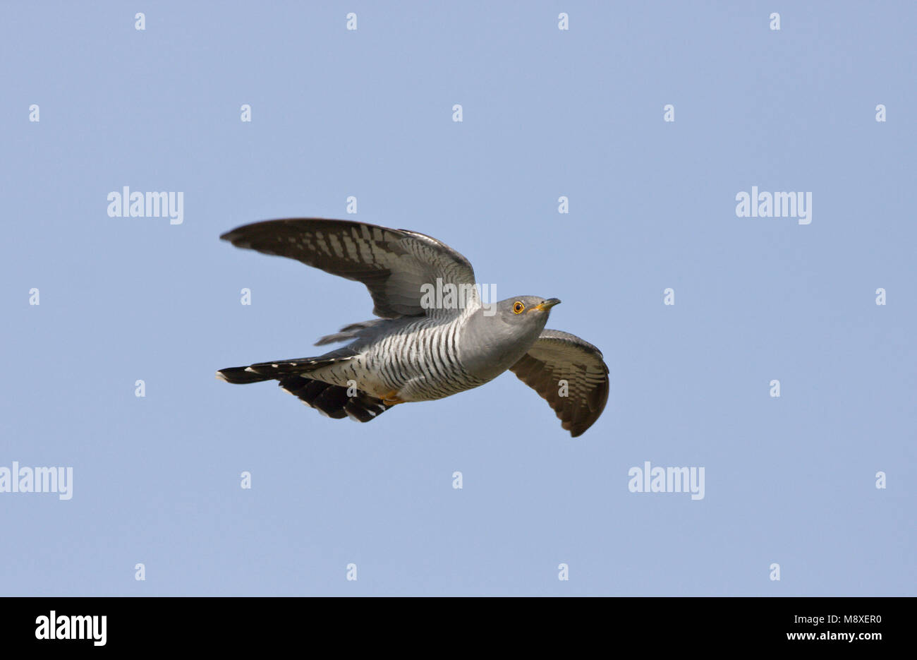 Koekoek in de vlucht; Common Cuckoo in flight Stock Photo - Alamy
