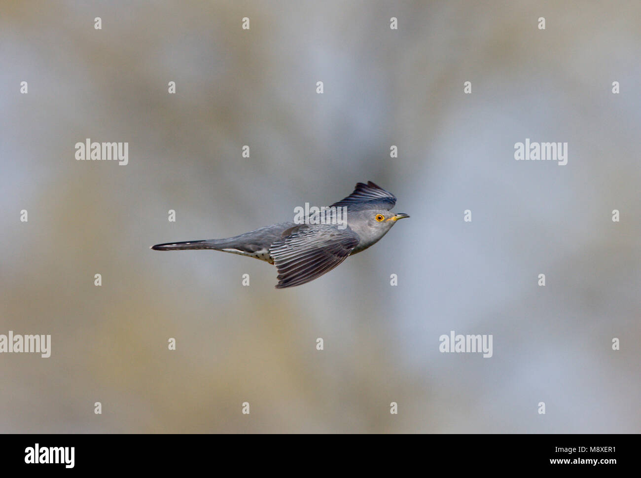 Koekoek in de vlucht; Common Cuckoo in flight Stock Photo - Alamy