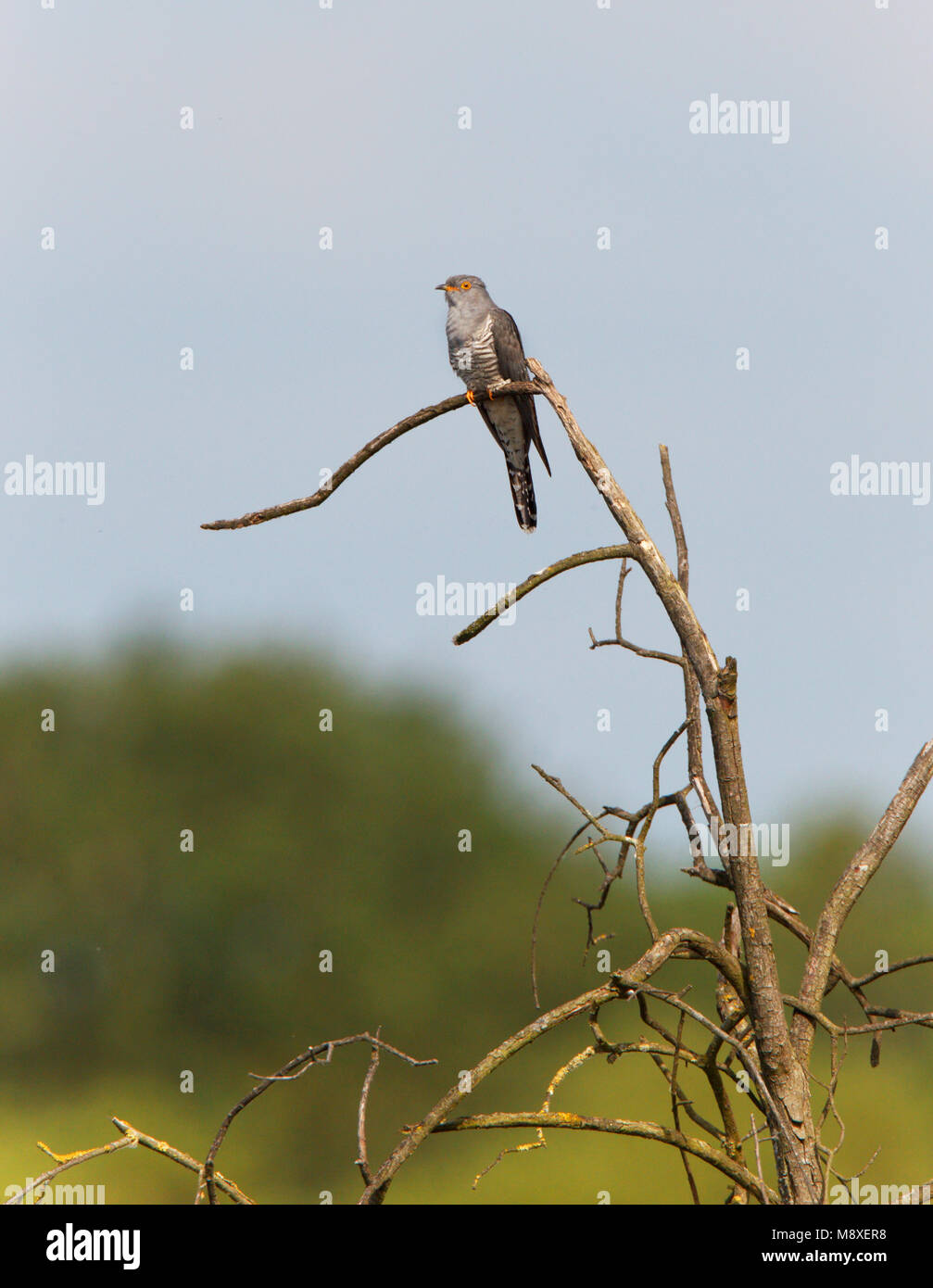 Koekoek zittend op dode kale takken langs bosrand. Common Cuckoo ...