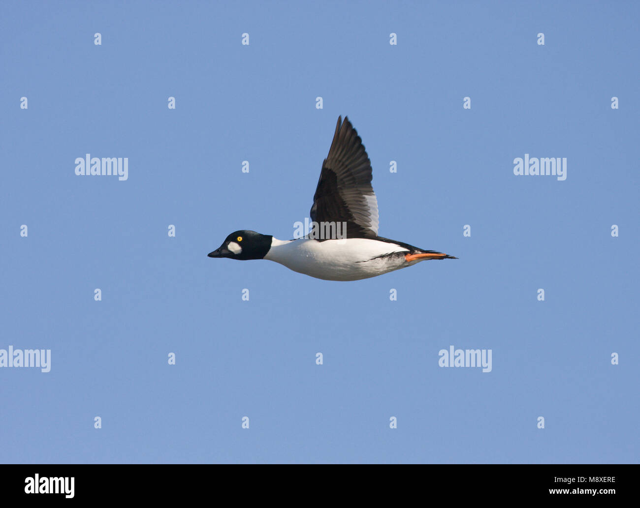 Brilduiker in vlucht; Common Goldeneye in flight Stock Photo - Alamy