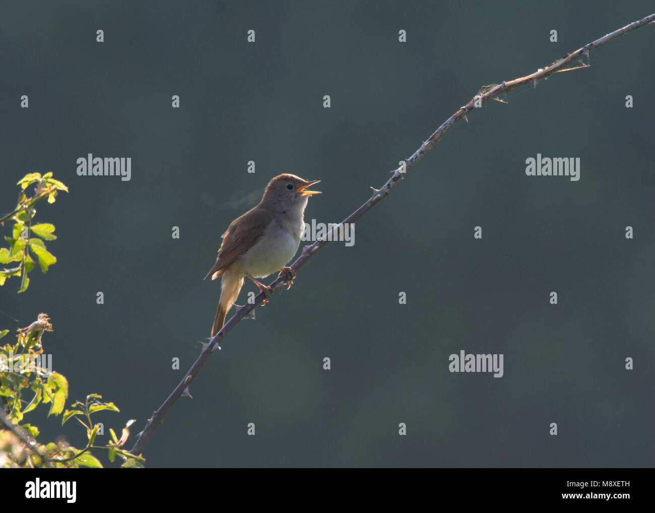 Zingende Nachtegaal; Singing Common Nightingale Stock Photo - Alamy
