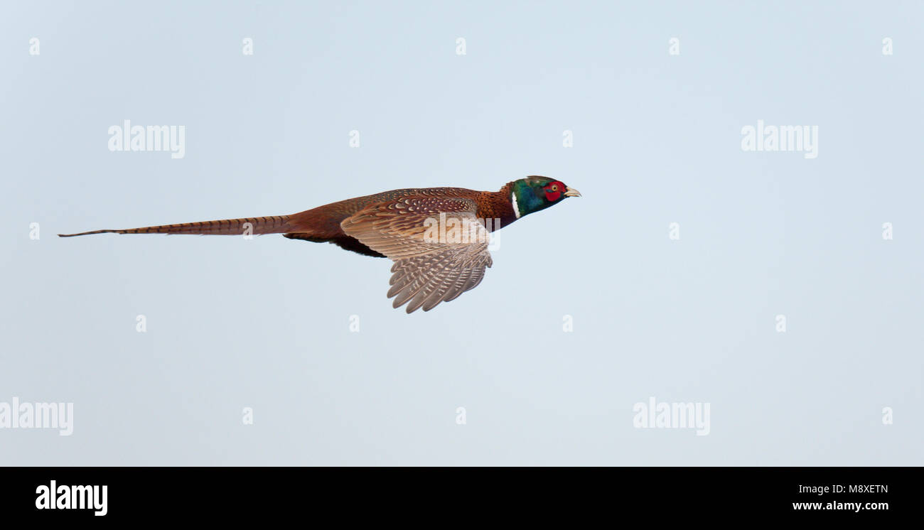 Flying pheasant hi-res stock photography and images - Alamy