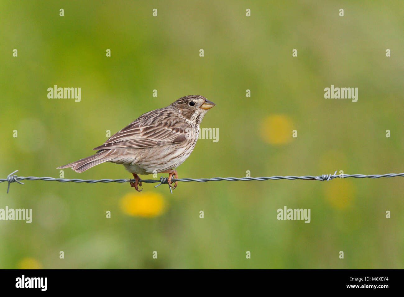 Grauwe Gors zittend op prikkeldraad, Corn Bunting sitting on barbed ...