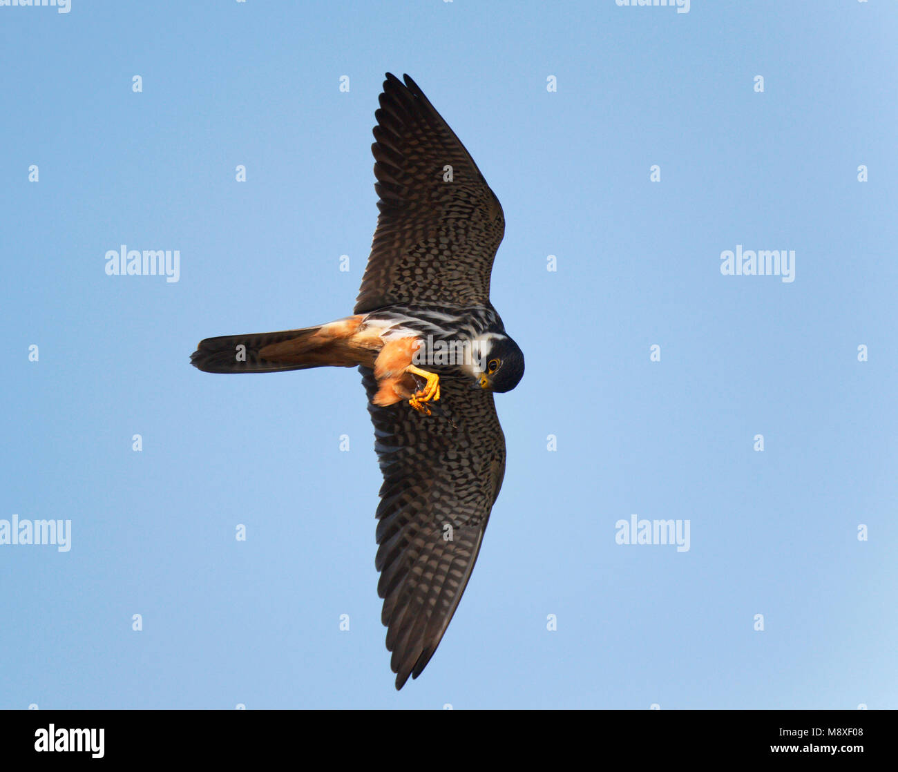 Boomvalk hi-res stock photography and images - Alamy