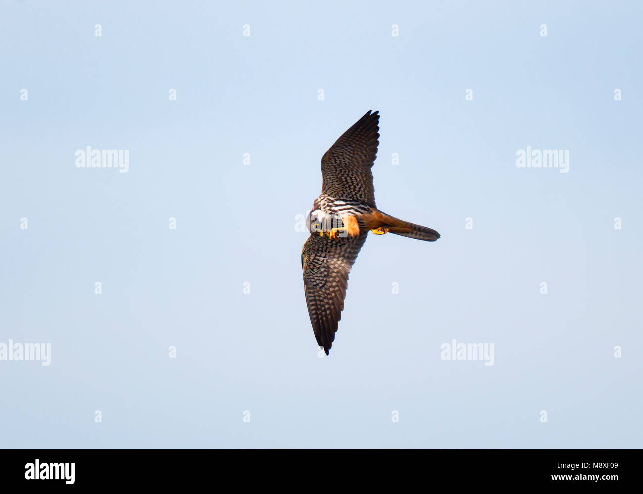 Boomvalk hi-res stock photography and images - Alamy