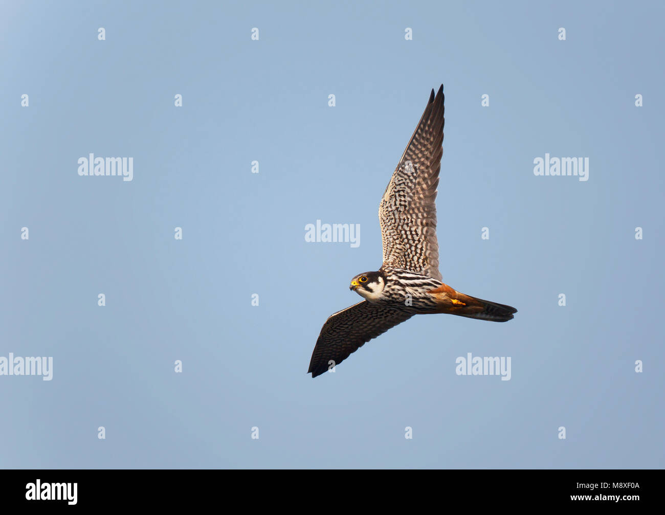 Vliegende trekkende jagende Boomvalk in blauwe lucht. Flying, hunting ...