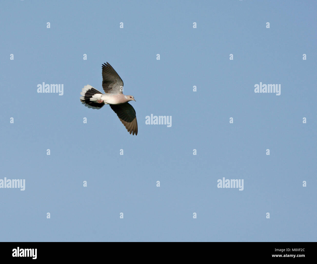 Zomertortel in de vlucht; European Turtle Dove in flight Stock Photo ...